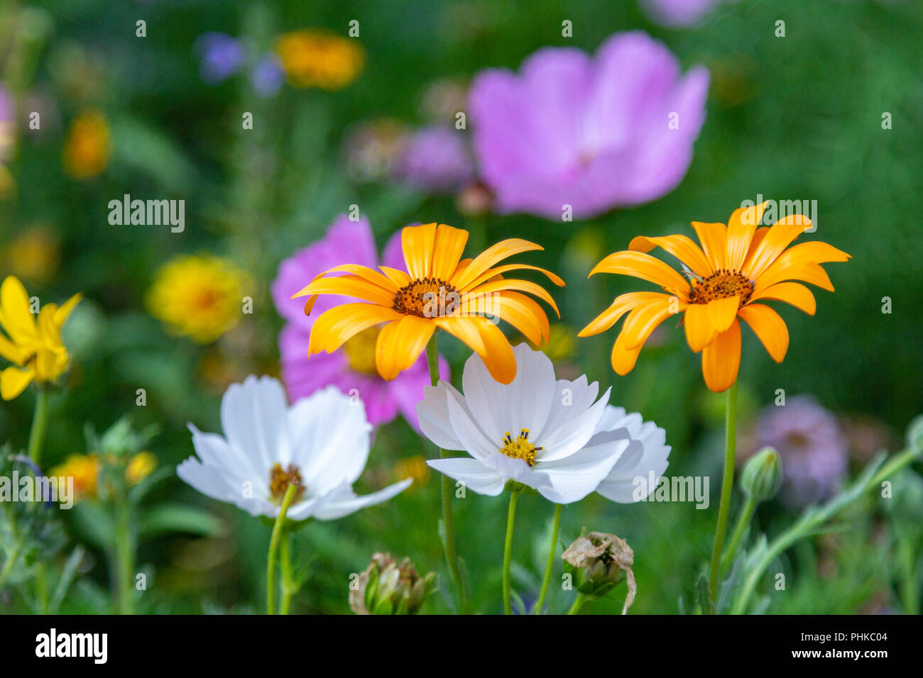 Field cosmos violet flower hi-res stock photography and images - Alamy