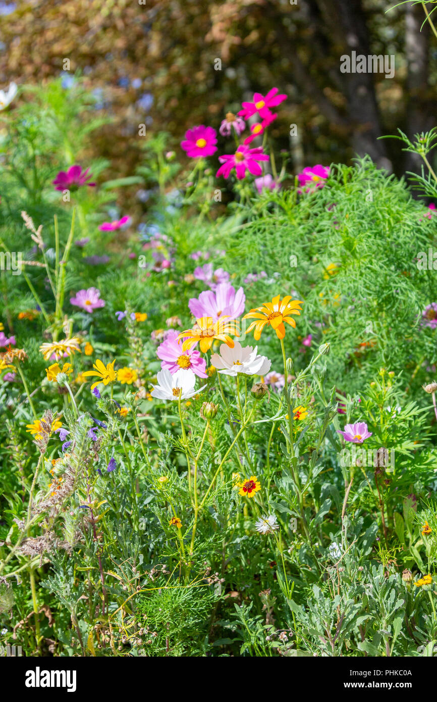 Different colorful flowers in a flower bed Stock Photo - Alamy