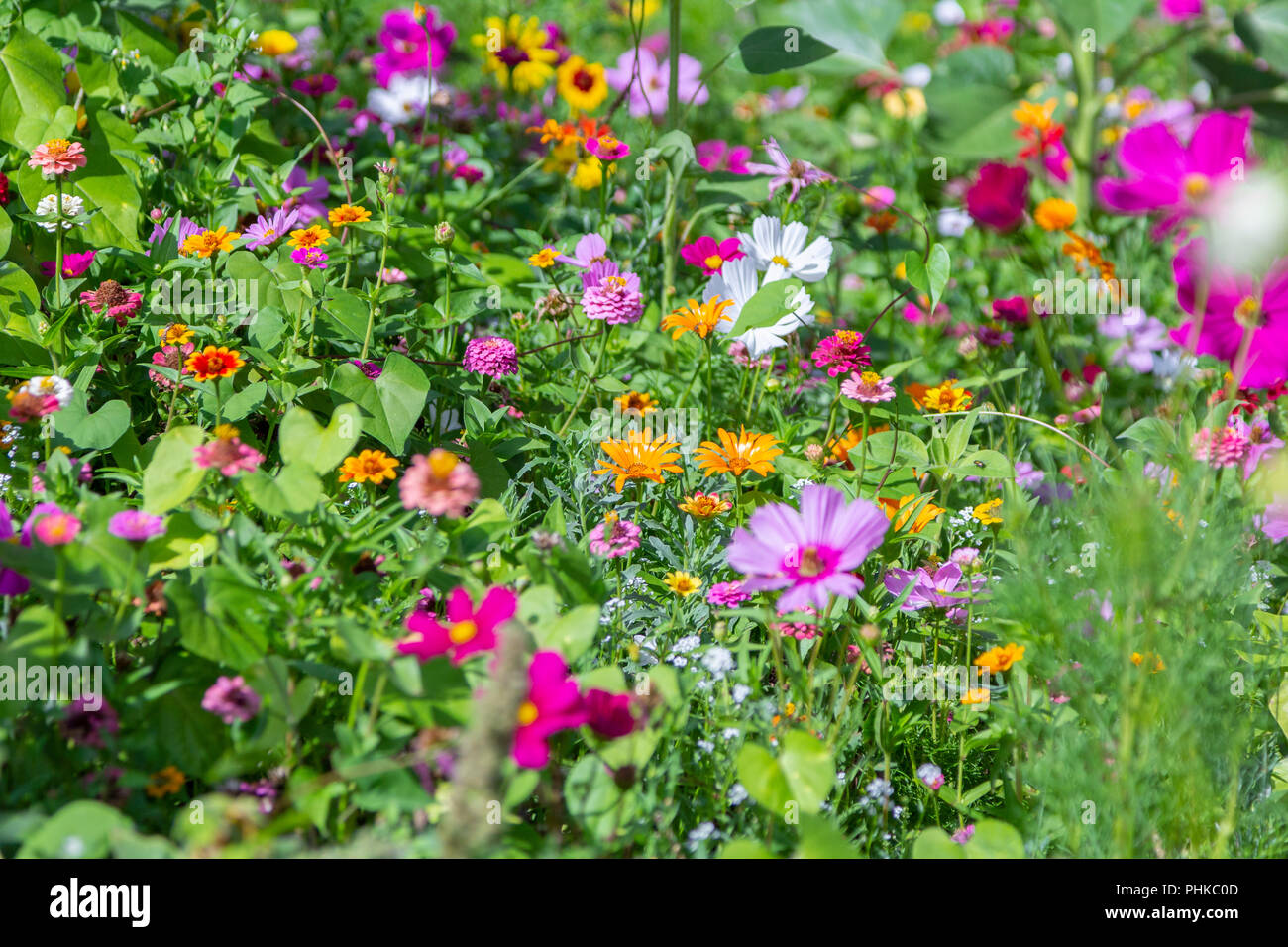 Different colorful flowers in a flower bed Stock Photo - Alamy