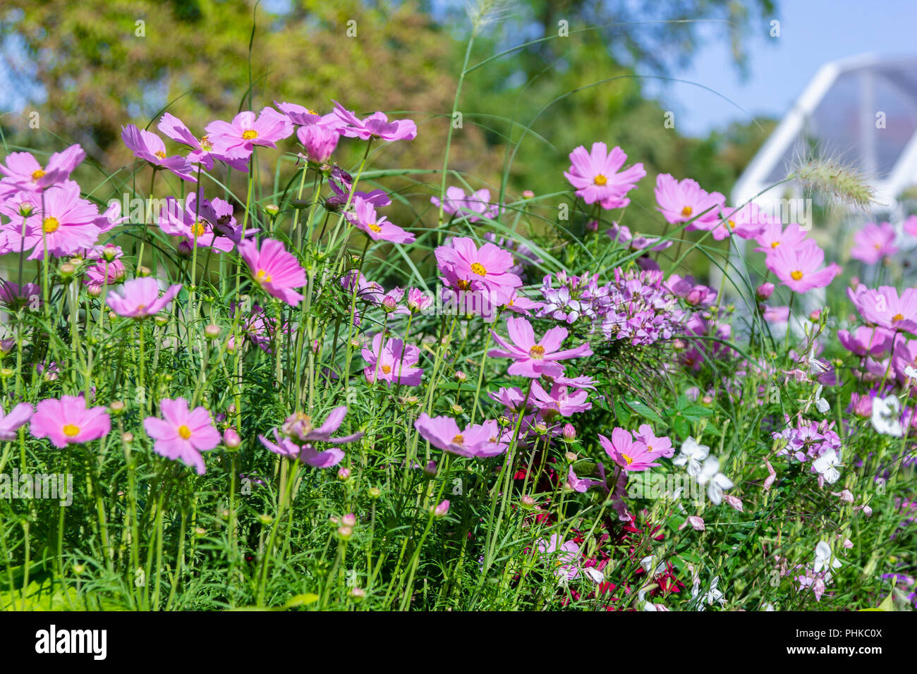 Violet and white garden cosmos flower in a bed of flowers Stock Photo ...