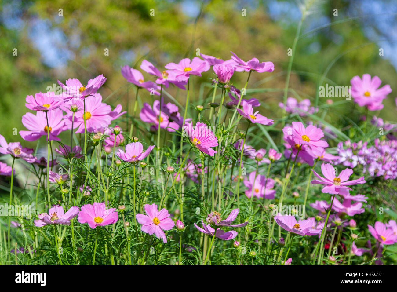 Violet color cosmos flowers hi-res stock photography and images - Alamy