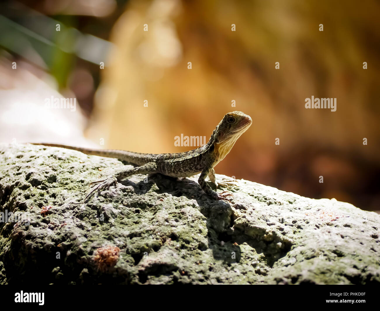 Close up lizards eye australia hi-res stock photography and images - Alamy
