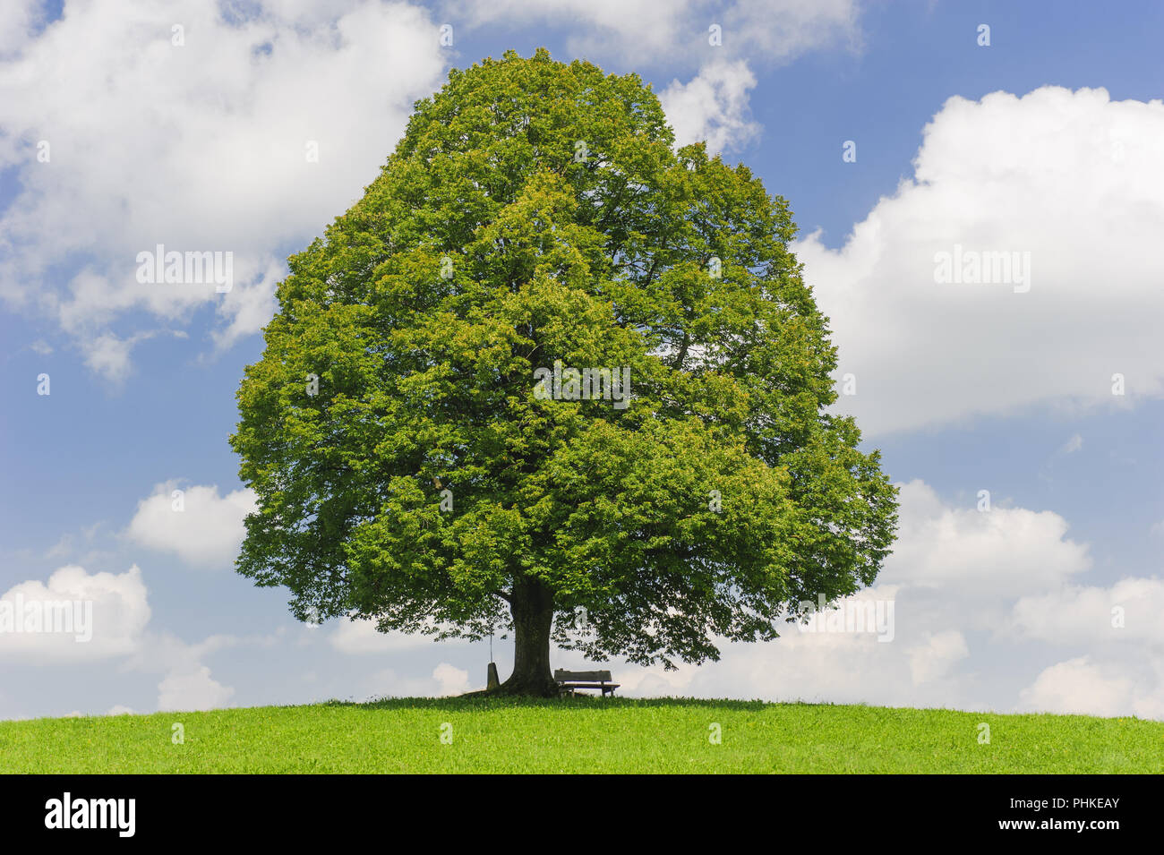 single big linden tree in field with perfect treetop Stock Photo - Alamy