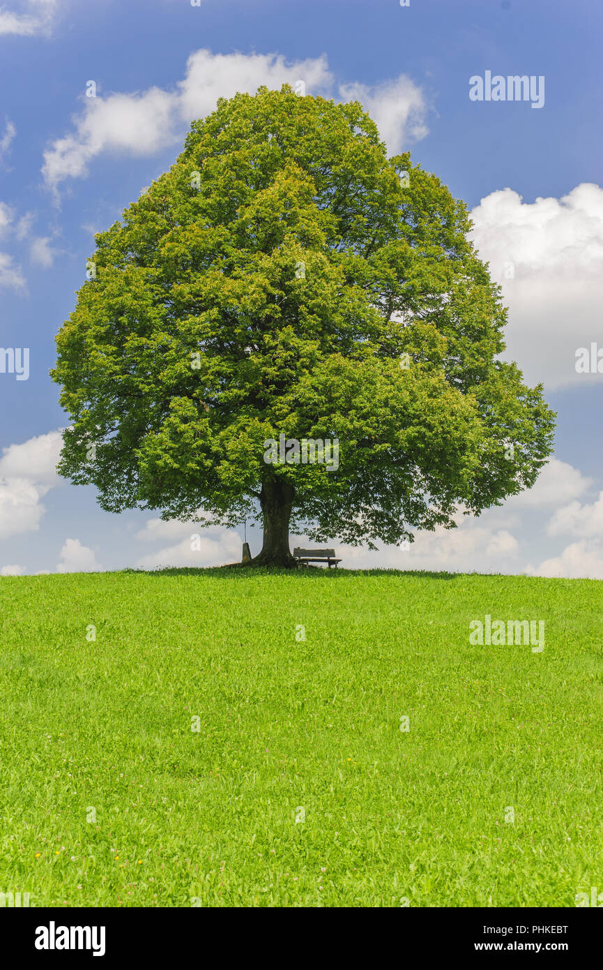 single big linden tree in field with perfect treetop Stock Photo - Alamy