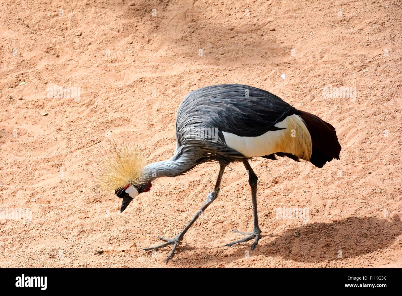 Bird with crest hi-res stock photography and images - Alamy