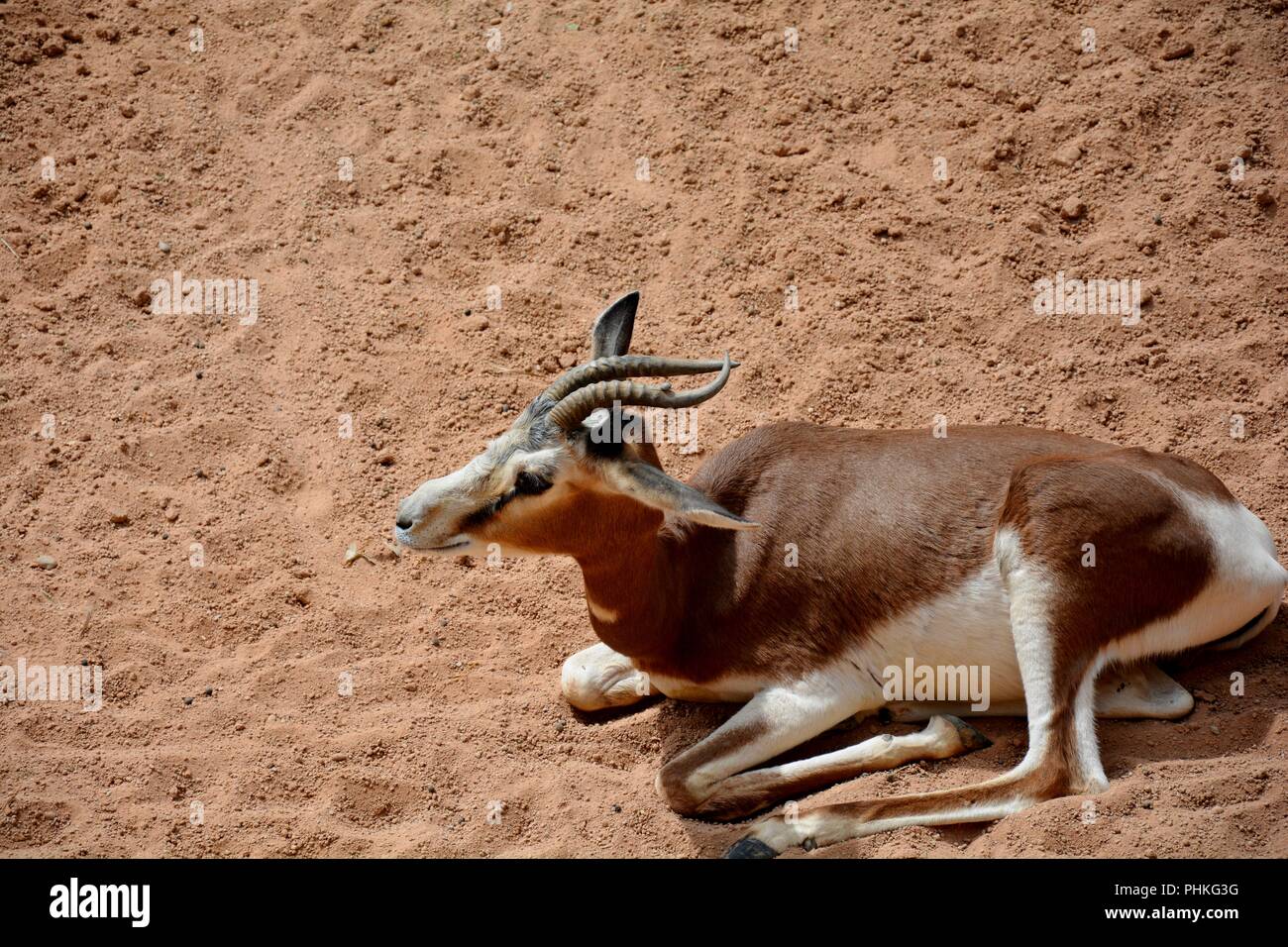 Zoo gazelle hi-res stock photography and images - Alamy