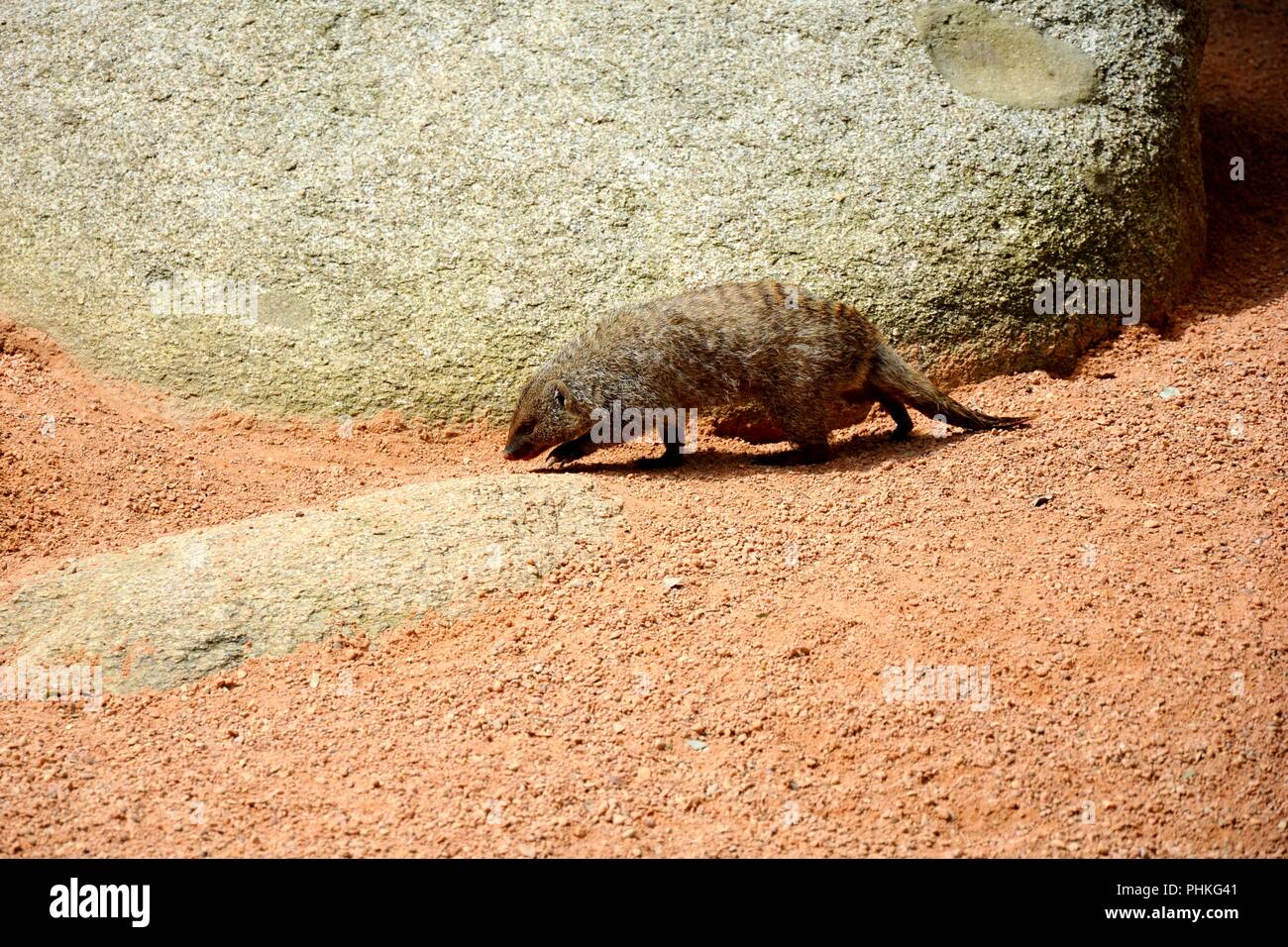 animal in the sand Stock Photo - Alamy
