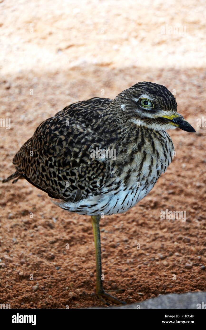 animal, antelope, leopard, cheetah, giraffe, giraffes Stock Photo - Alamy