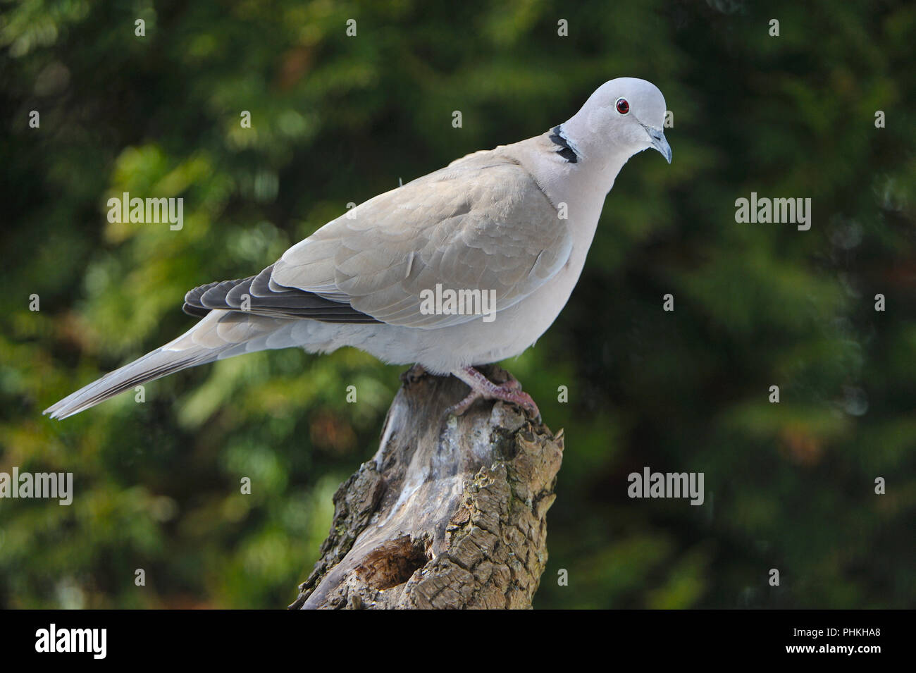 Eurasian collared dove Stock Photo - Alamy