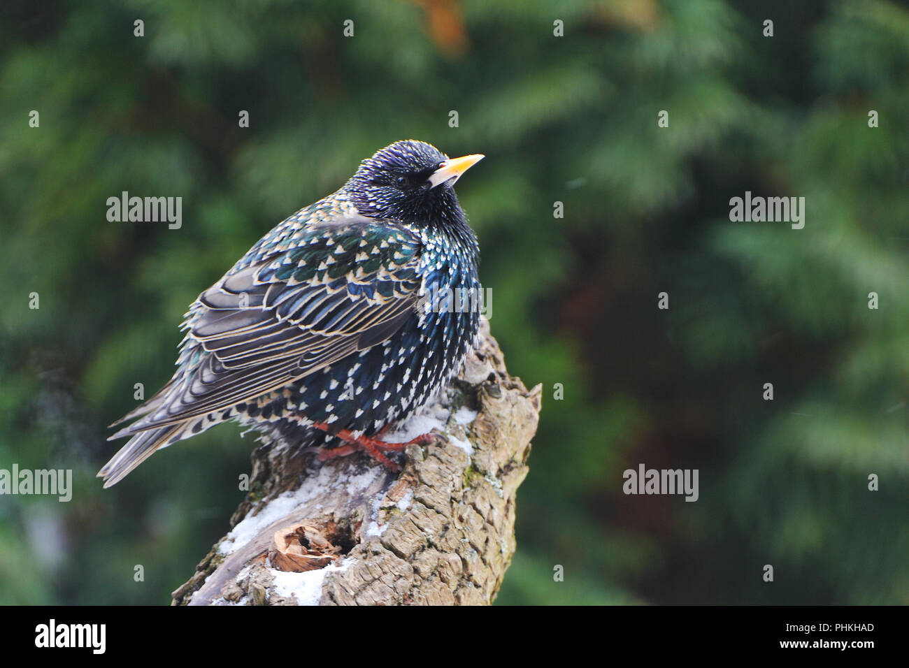 Bird in bright plumage spring hi-res stock photography and images - Alamy