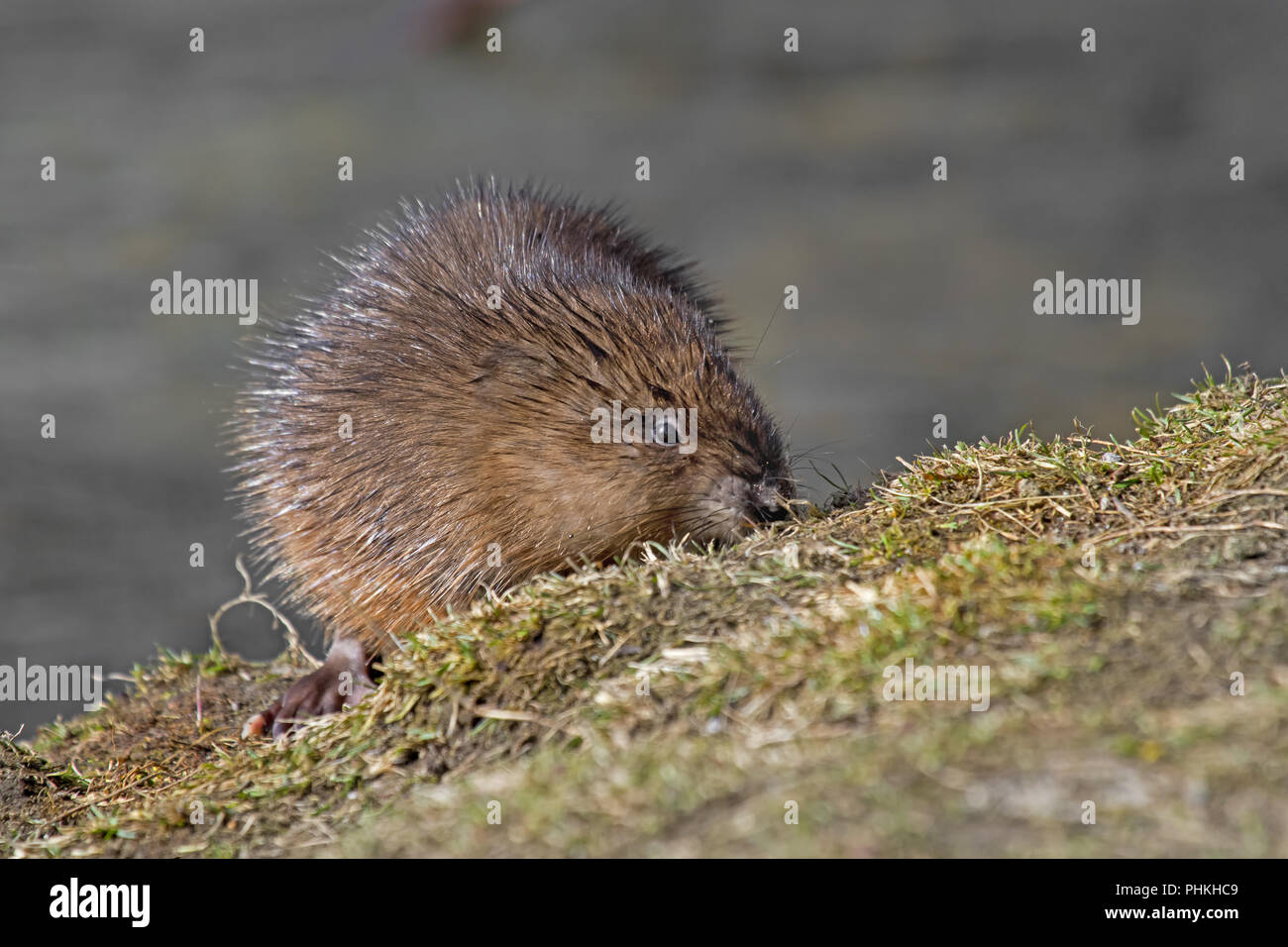 Dwarf beaver hi-res stock photography and images - Alamy