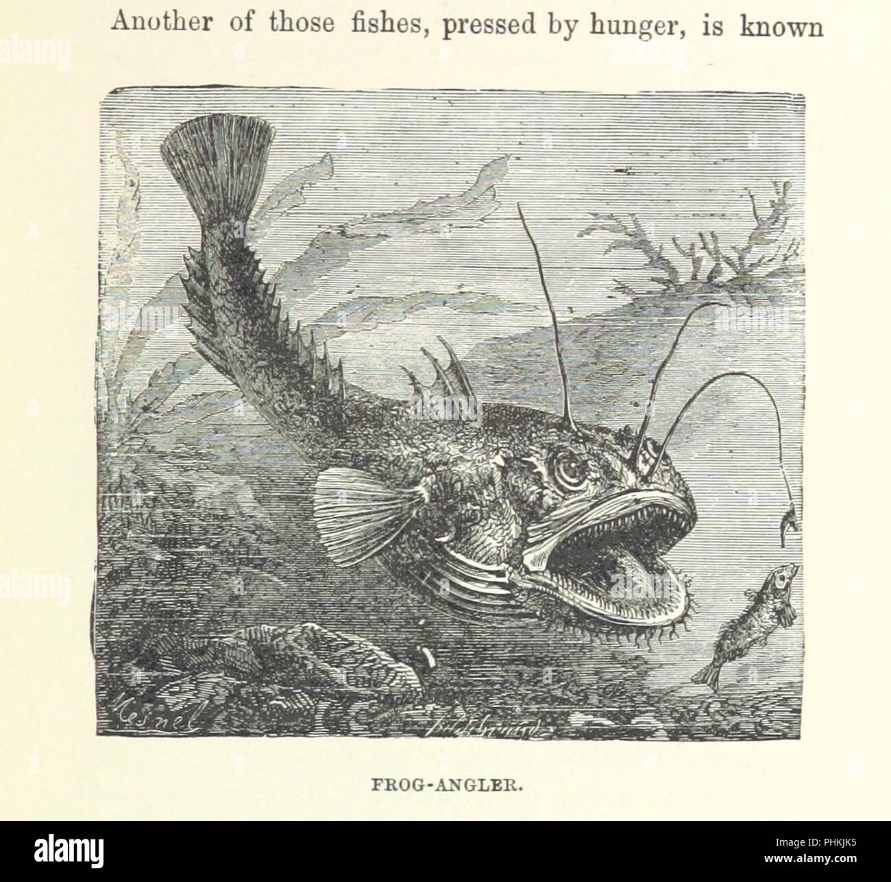 Nature picture library hi-res stock photography and images - Alamy