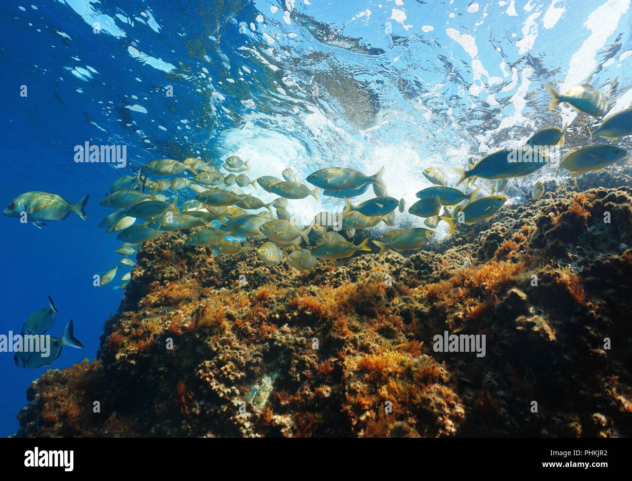 Shoal of fish with rock below water surface ( dreamfish Sarpa salpa ...