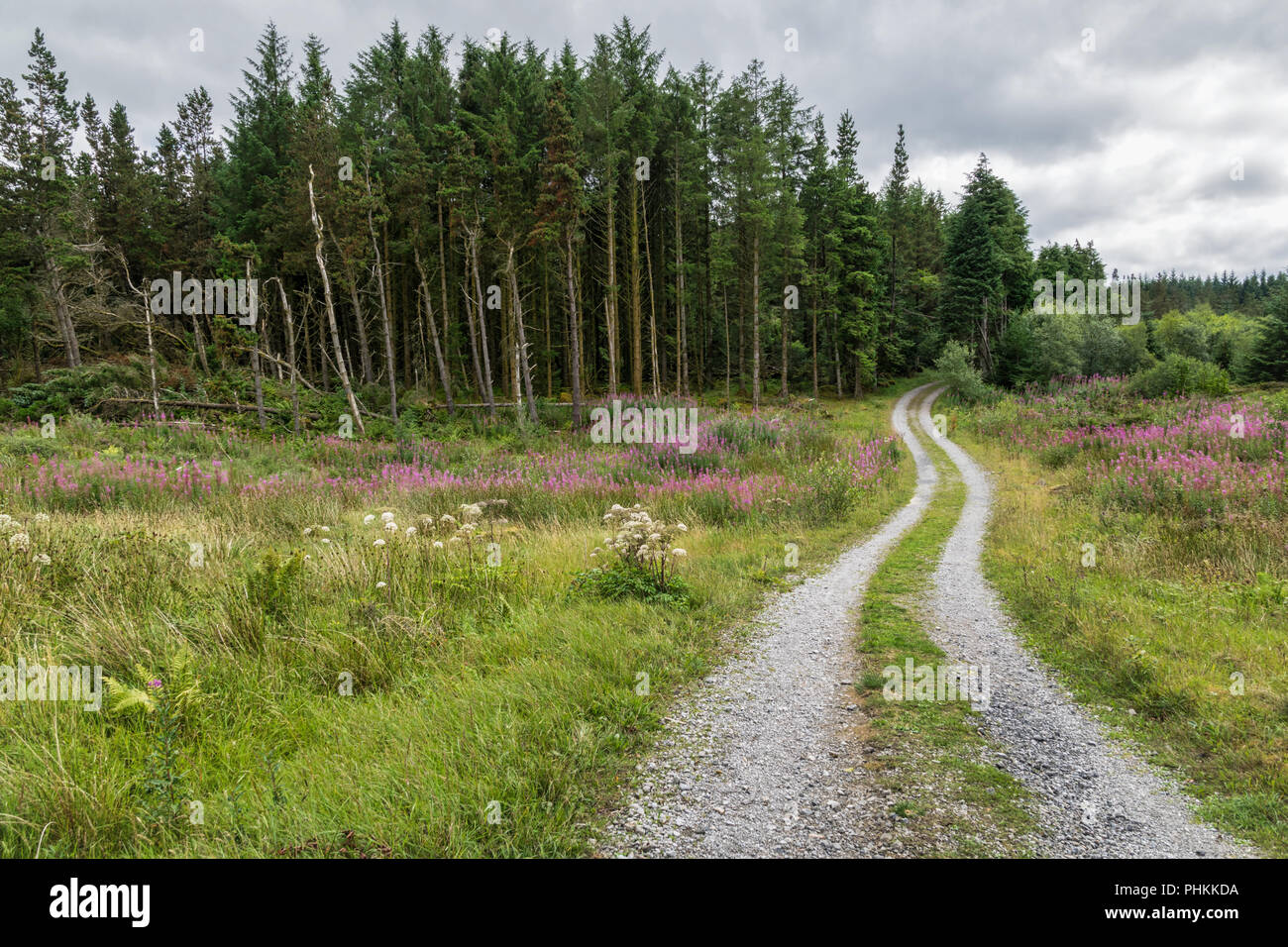 Autumn trees ireland hi-res stock photography and images - Alamy
