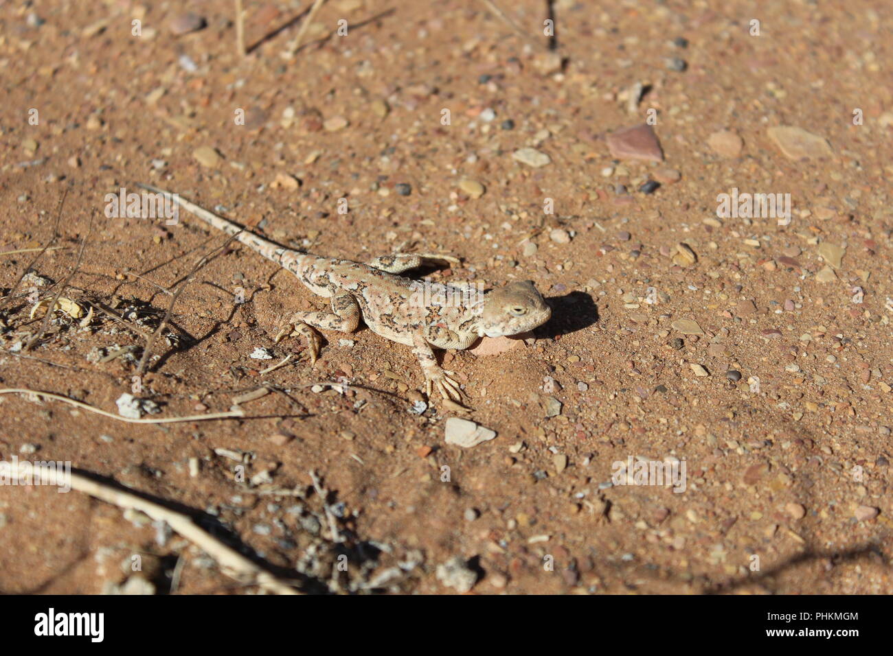 Variegated toadhead agama (lizard) in the Gobi desert Stock Photo - Alamy