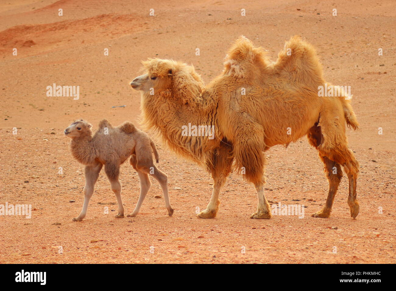 Bactrian Camels In The Gobi Desert