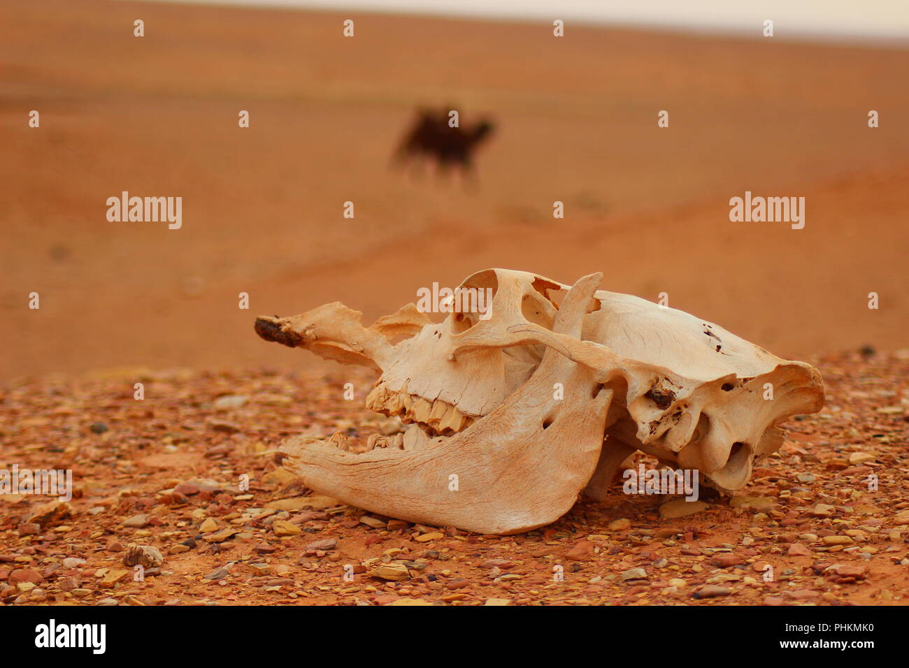 Camel skull with living camel in background in the Gobi desert ...
