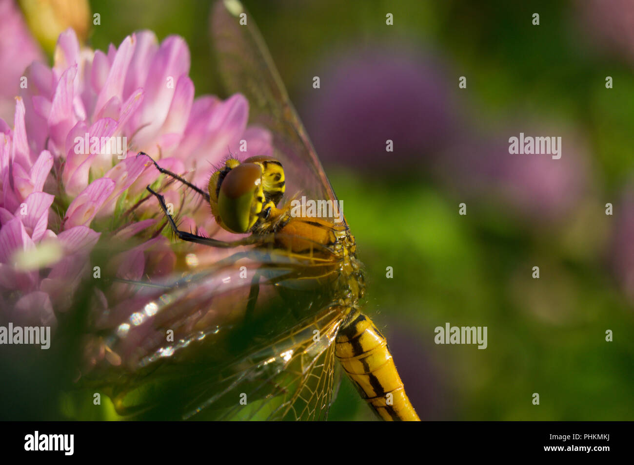 Female ruddy darter hi-res stock photography and images - Alamy
