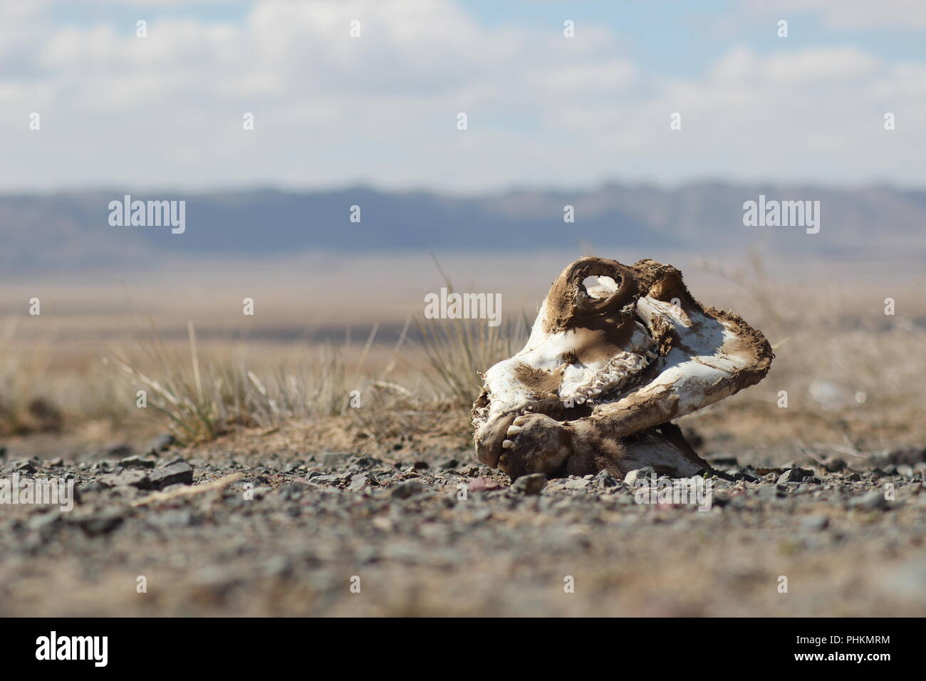 Skull horse in desert hi-res stock photography and images - Alamy