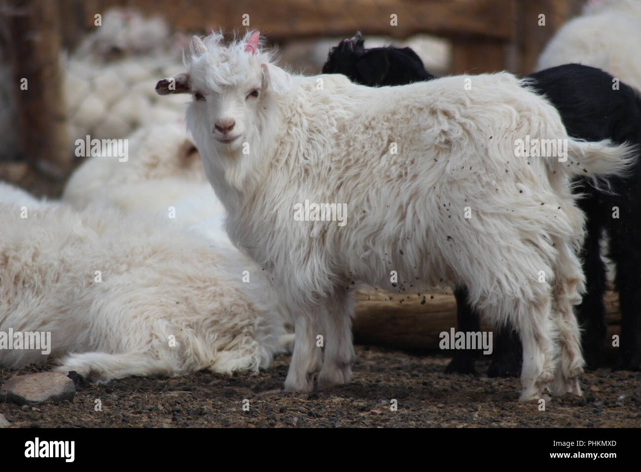 Goat with its nomadic herd in the Gobi desert - Mongolia Stock Photo ...