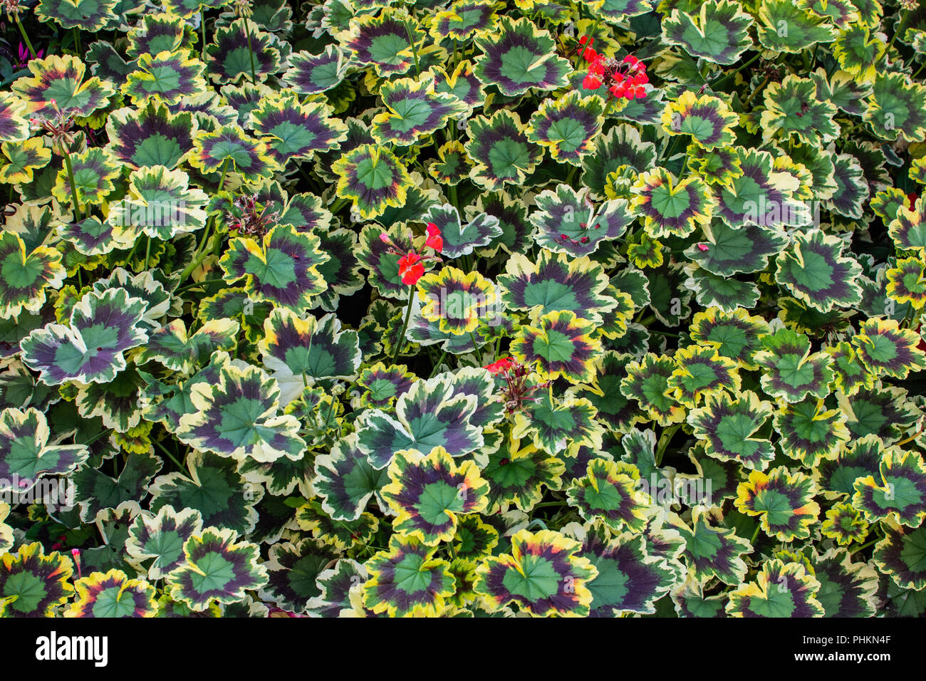Full-frame image of "Mrs Pollock" pelargonium plants, a type of ...