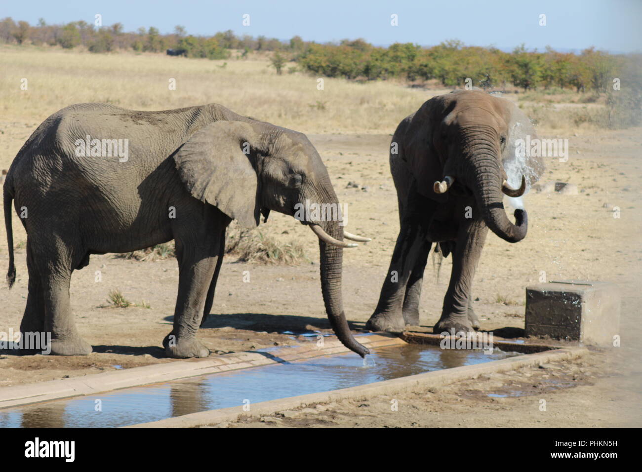 Elephants spraying water hi-res stock photography and images - Alamy