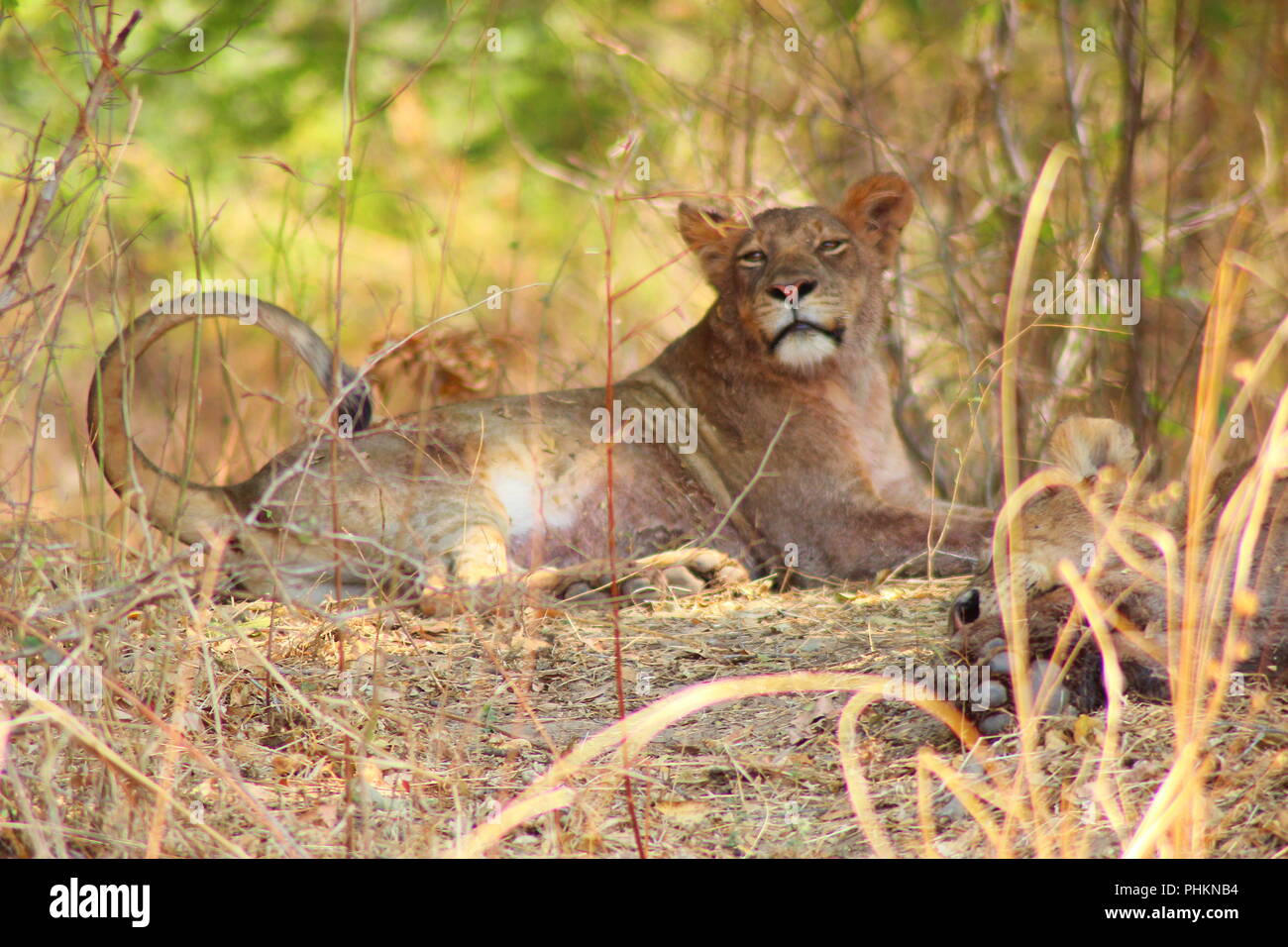 Lion chilling in South Luangwa National Park - Zambia Stock Photo - Alamy