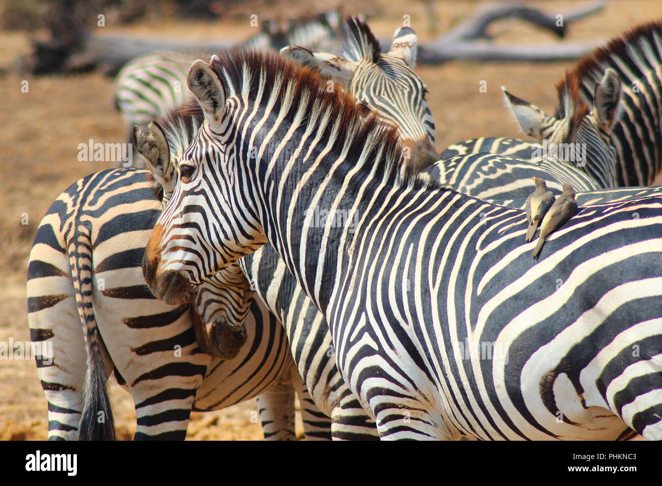 Birds of luangwa national park hi-res stock photography and images - Alamy