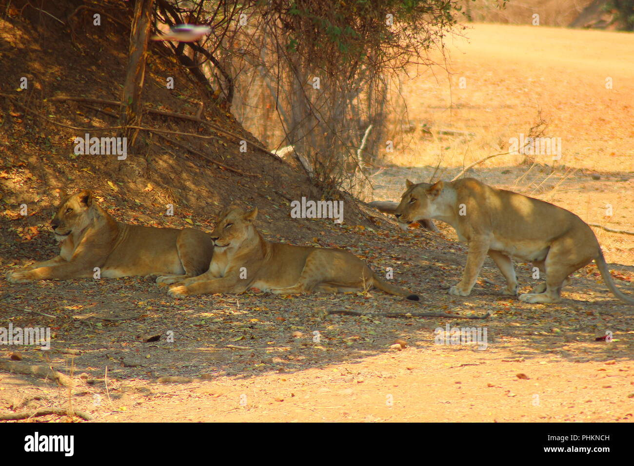 Lions chilling in South Luangwa National Park - Zambia Stock Photo - Alamy