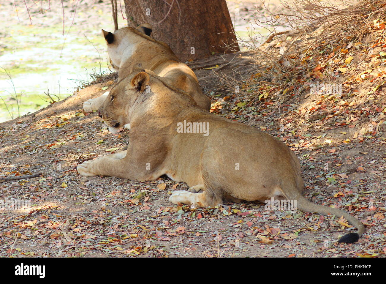 Lion chilling in South Luangwa National Park - Zambia Stock Photo - Alamy