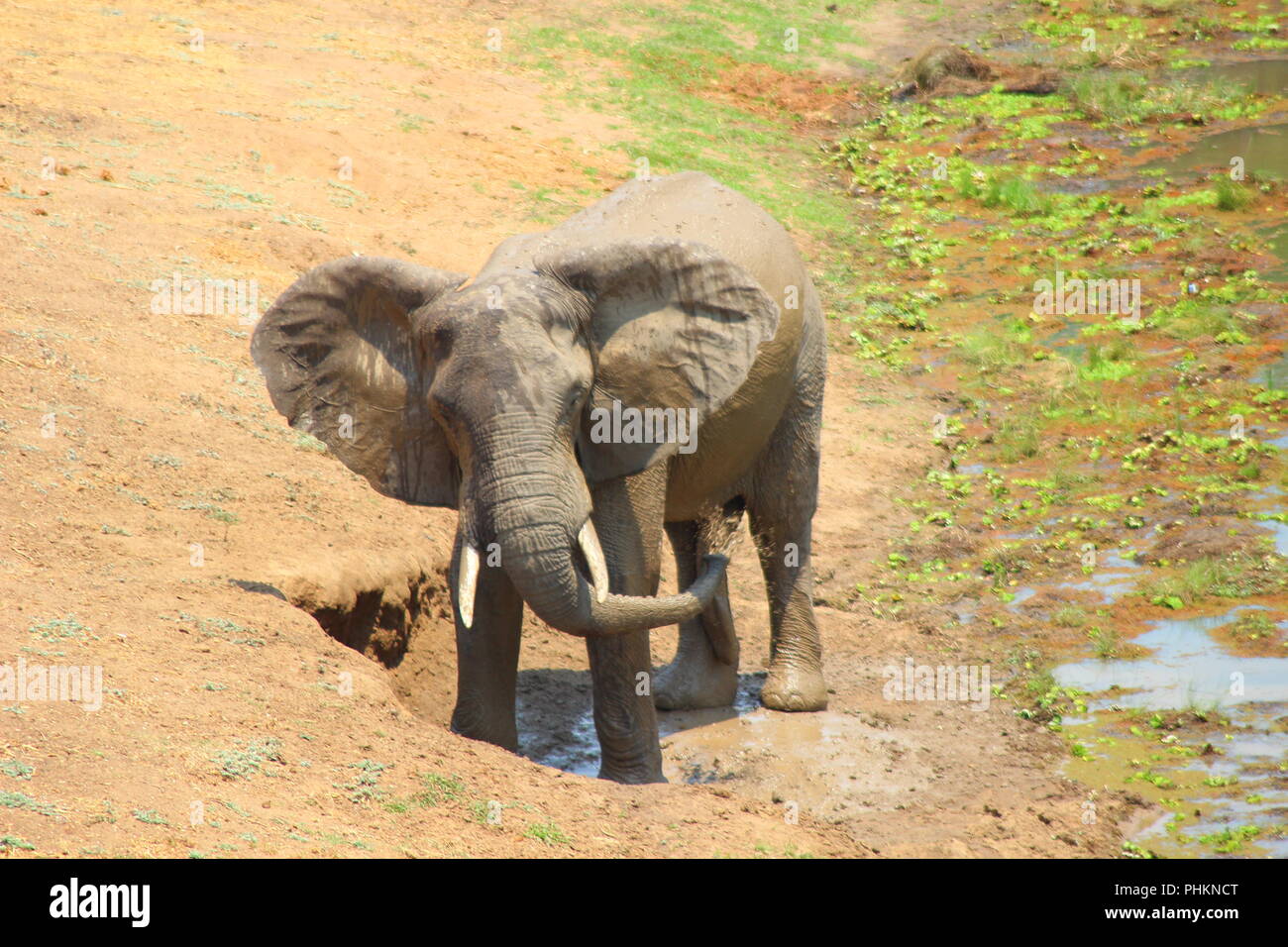 Elephant washing itself - Zambia Stock Photo - Alamy