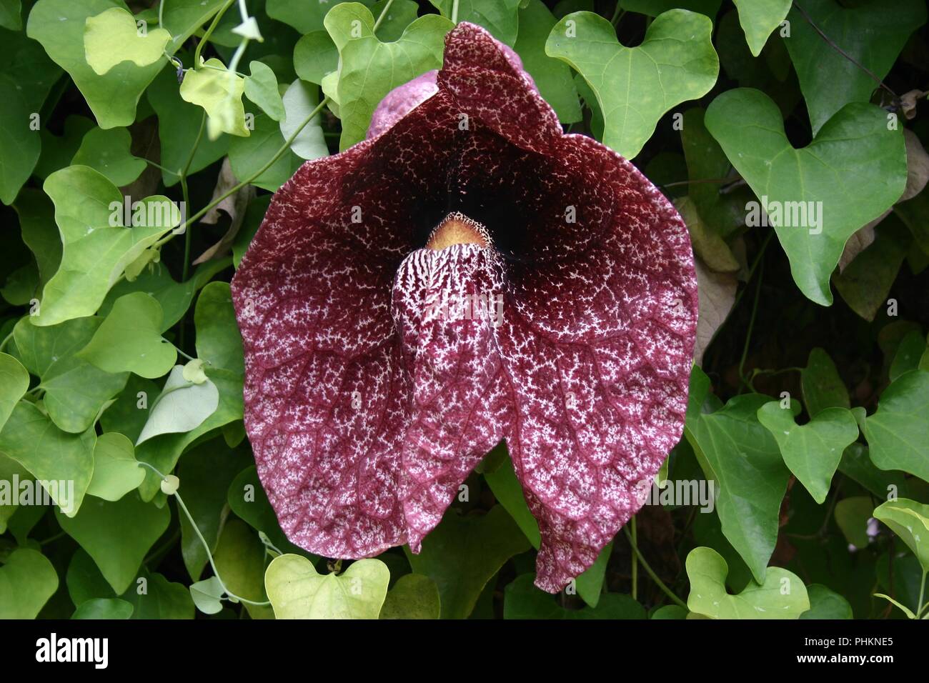 Calico flower or Elegant Dutchman's Pipe (Aristolochia littoralis ...
