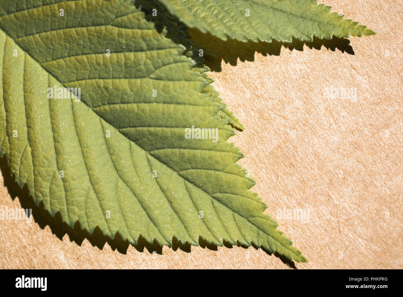 Leaves in hand over a notebook page Stock Photo - Alamy