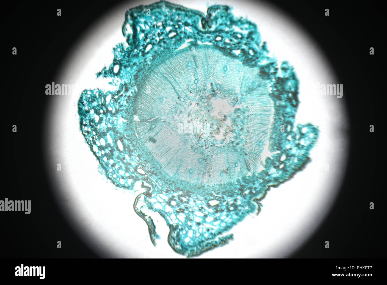Light microscope cross section stem hi-res stock photography and images ...