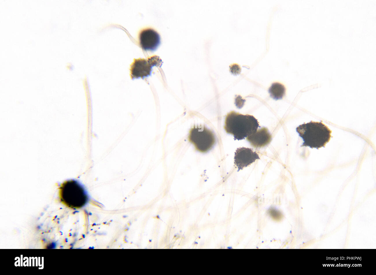 Microscope photography of Aspergillus (mold Stock Photo - Alamy