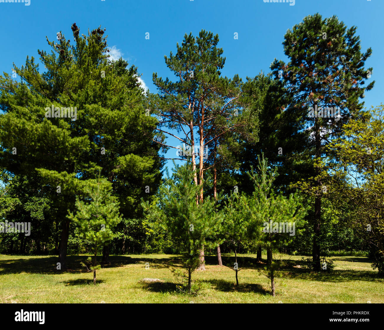 Green grassy park hi-res stock photography and images - Alamy