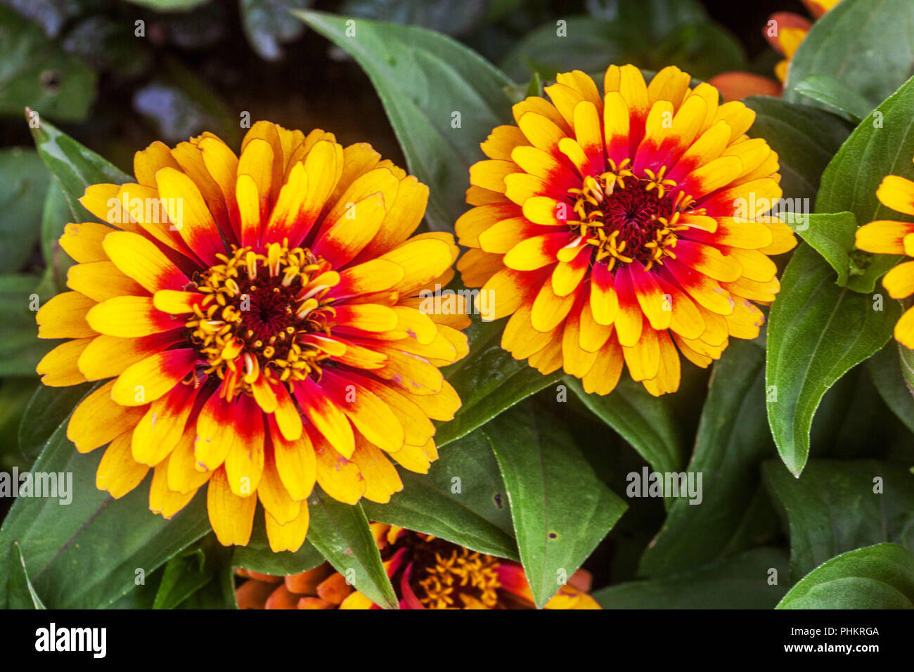 Yellow zinnia hi-res stock photography and images - Alamy