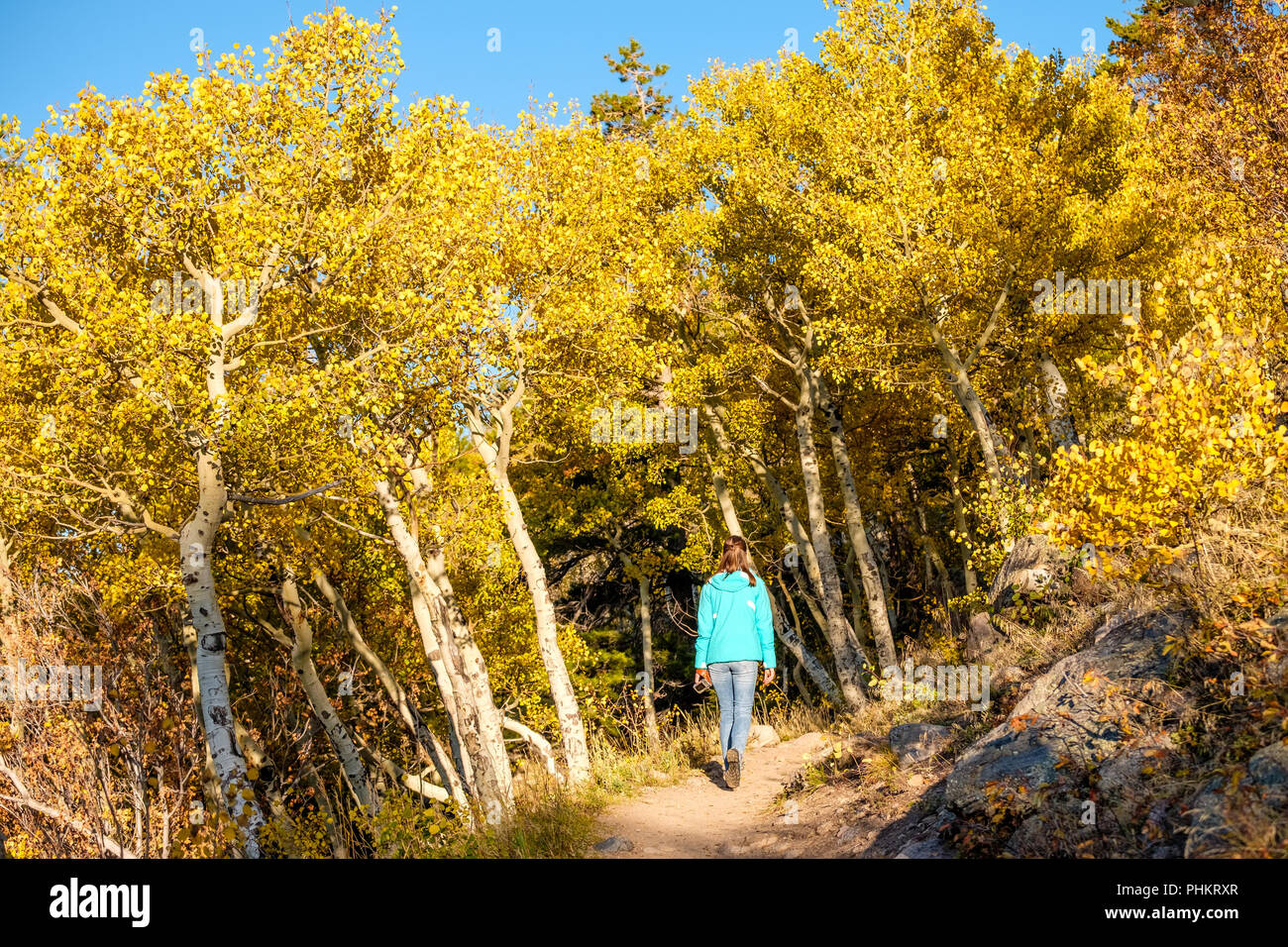 Tourist in aspen grove at autumn Stock Photo - Alamy