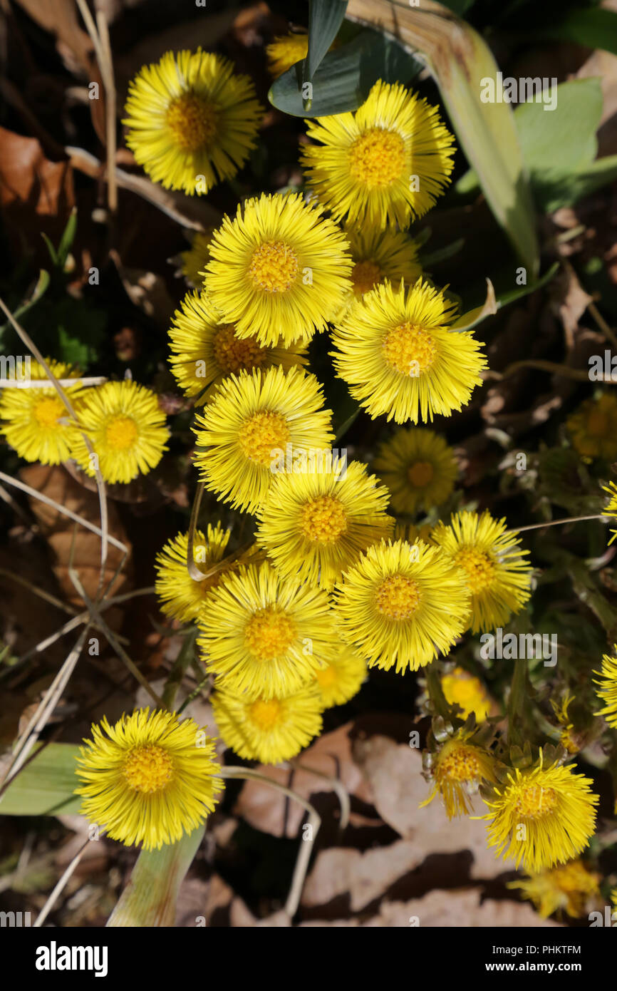 Coltsfoot medicine hi-res stock photography and images - Alamy
