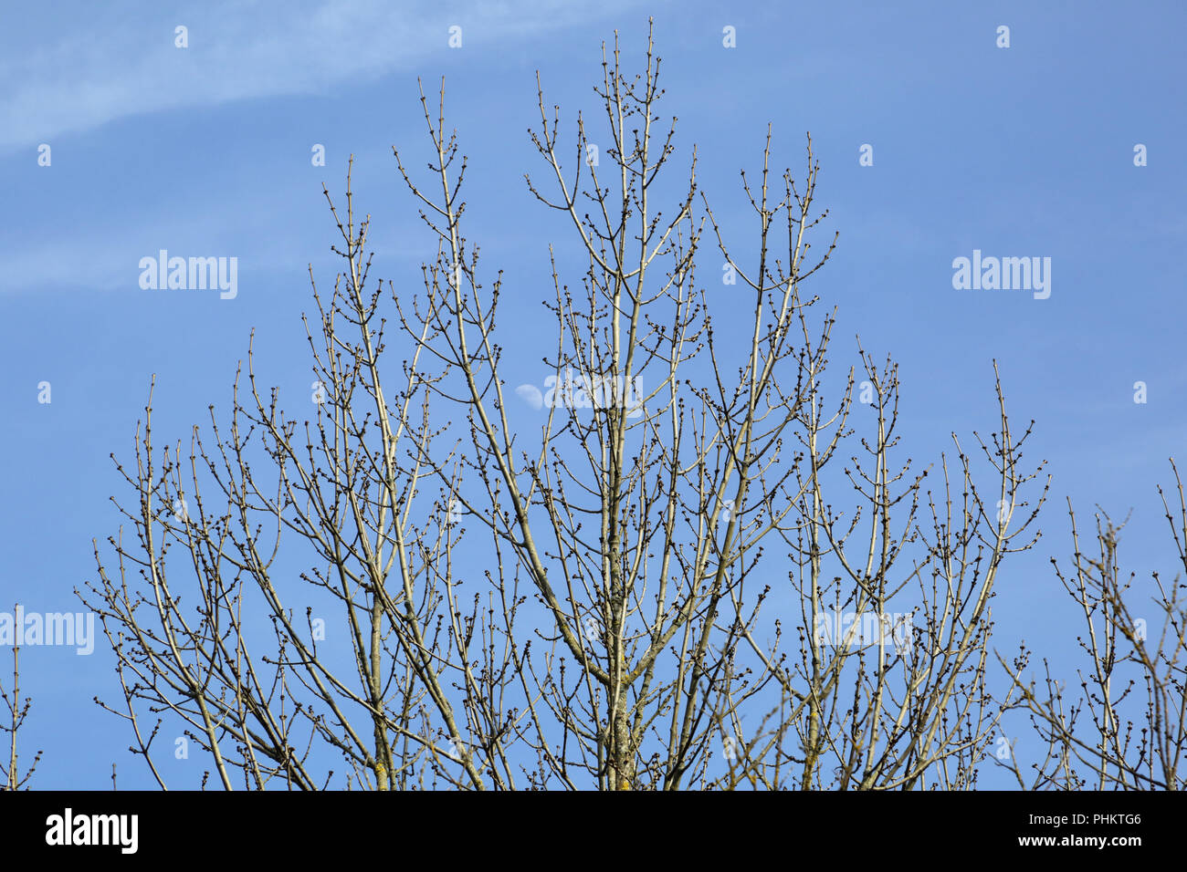 Ash tree disease hi-res stock photography and images - Alamy