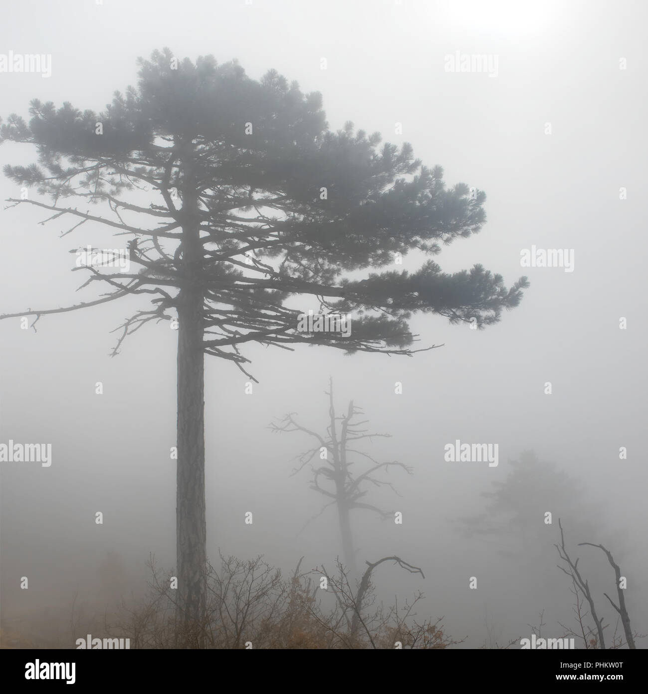 Pine tree in fog Stock Photo - Alamy