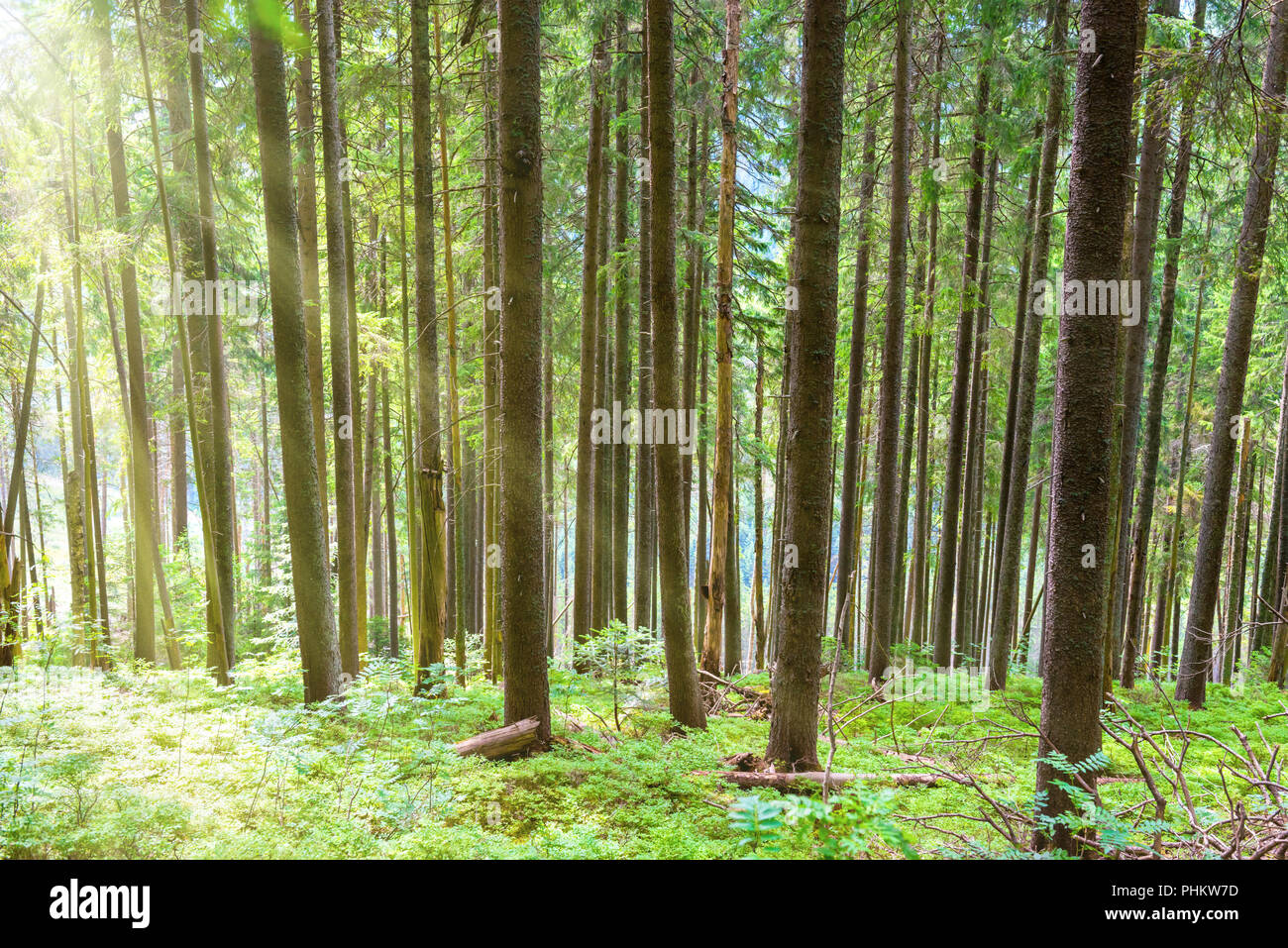Morning in green spring forest Stock Photo - Alamy