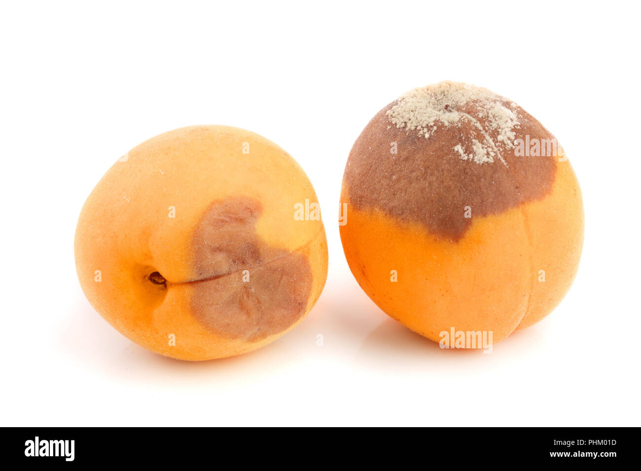 rotten apricot isolated on white background closeup Stock Photo - Alamy