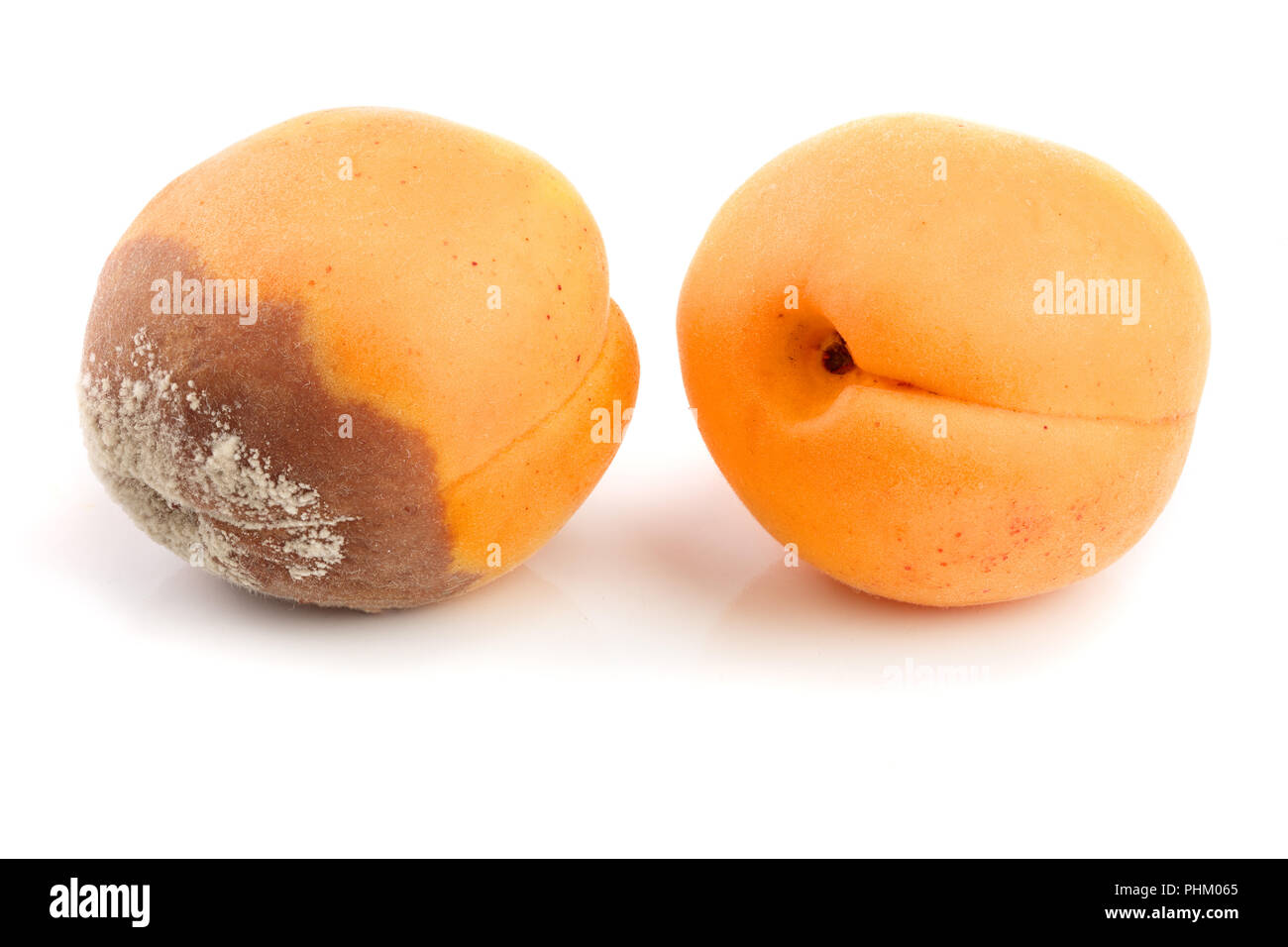 rotten apricot isolated on white background closeup Stock Photo - Alamy