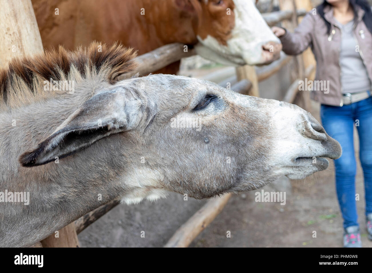 Cute donkey on the farm (Equus africanus asinus Stock Photo - Alamy