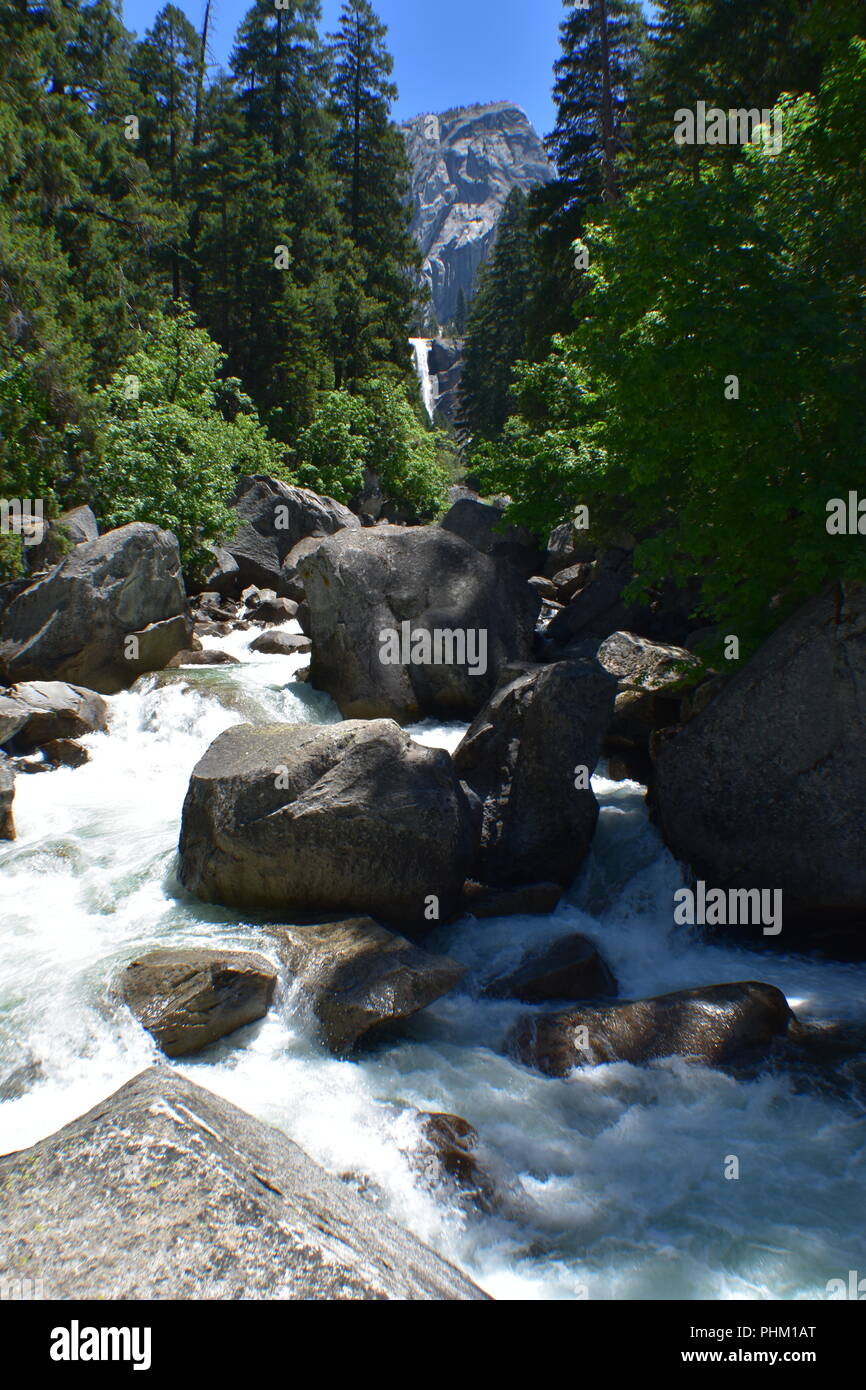 Cedar trees in water hi-res stock photography and images - Alamy