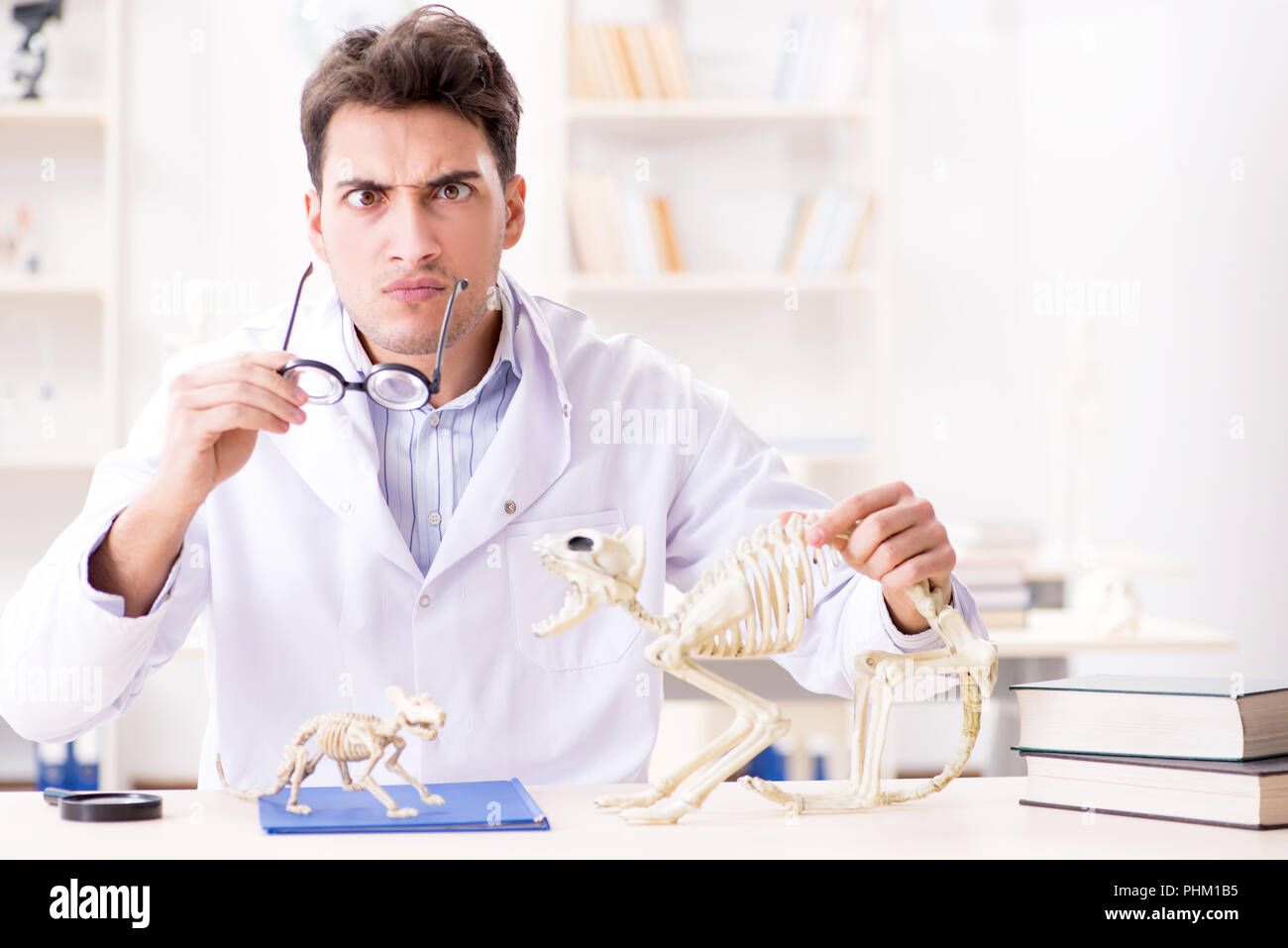 Funny crazy student doctor studying animal skeleton Stock Photo - Alamy