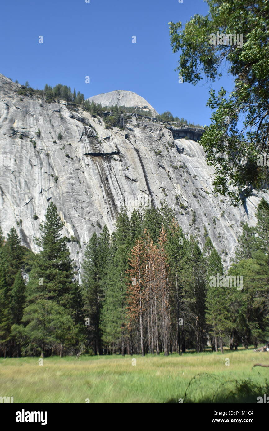 Multiple cedar trees hi-res stock photography and images - Alamy