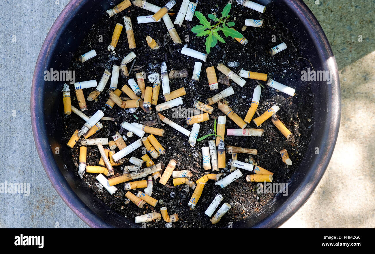 Discarded cigarette butts Stock Photo - Alamy