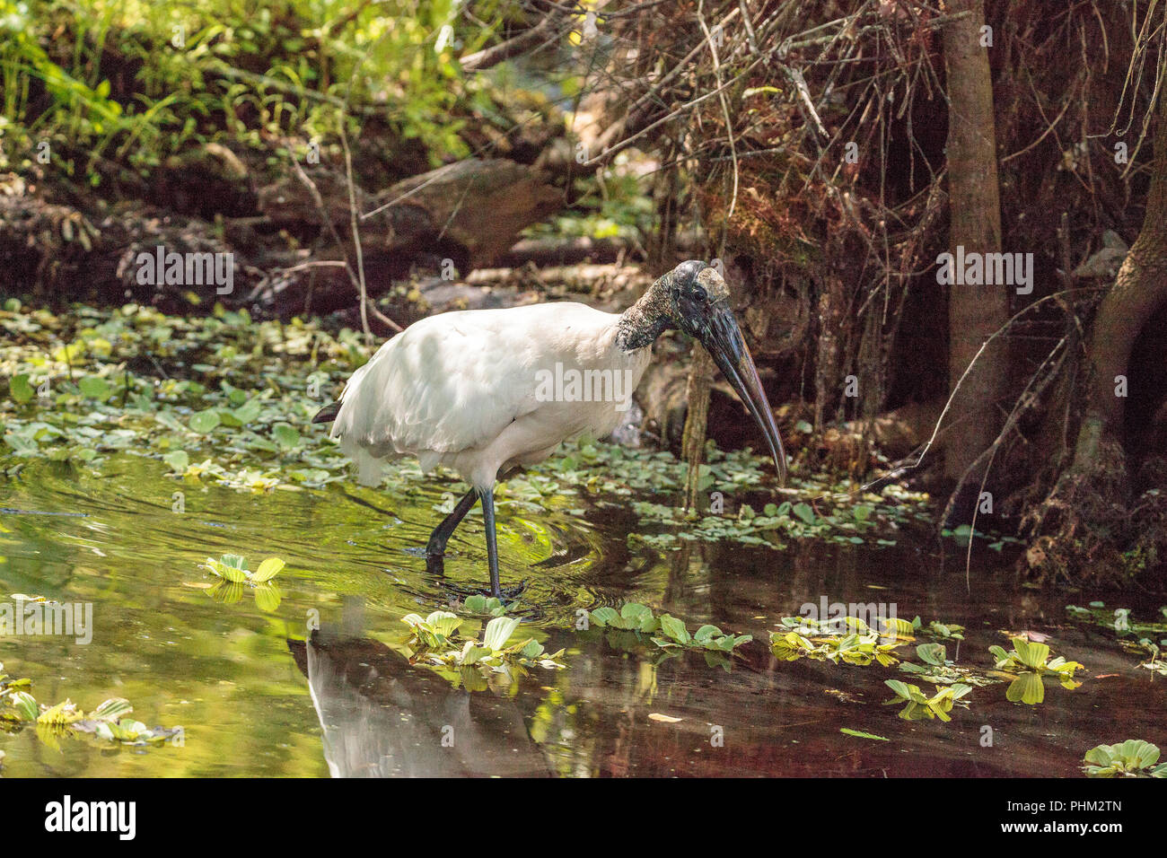 Wood stork Mycteria Americana hunts for prey and eats Stock Photo - Alamy